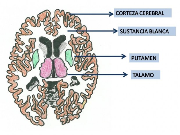 Anoxias perinatales